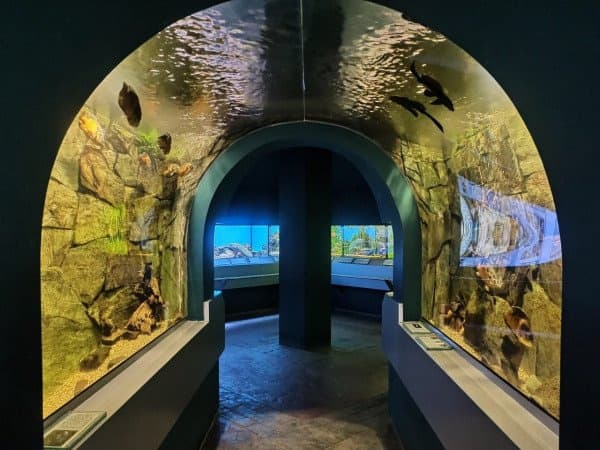 Akvárium v liberecké botanické zahradě přiblíží živočichy z jezera ...